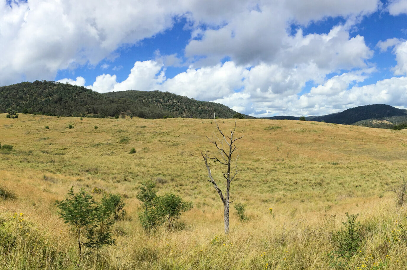 Mitchell River National Park | Gunaikurnai Land and Waters Aboriginal ...