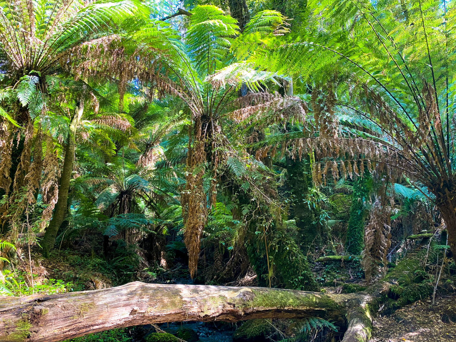 Tarra-Bulga National Park | Gunaikurnai Land and Waters Aboriginal ...