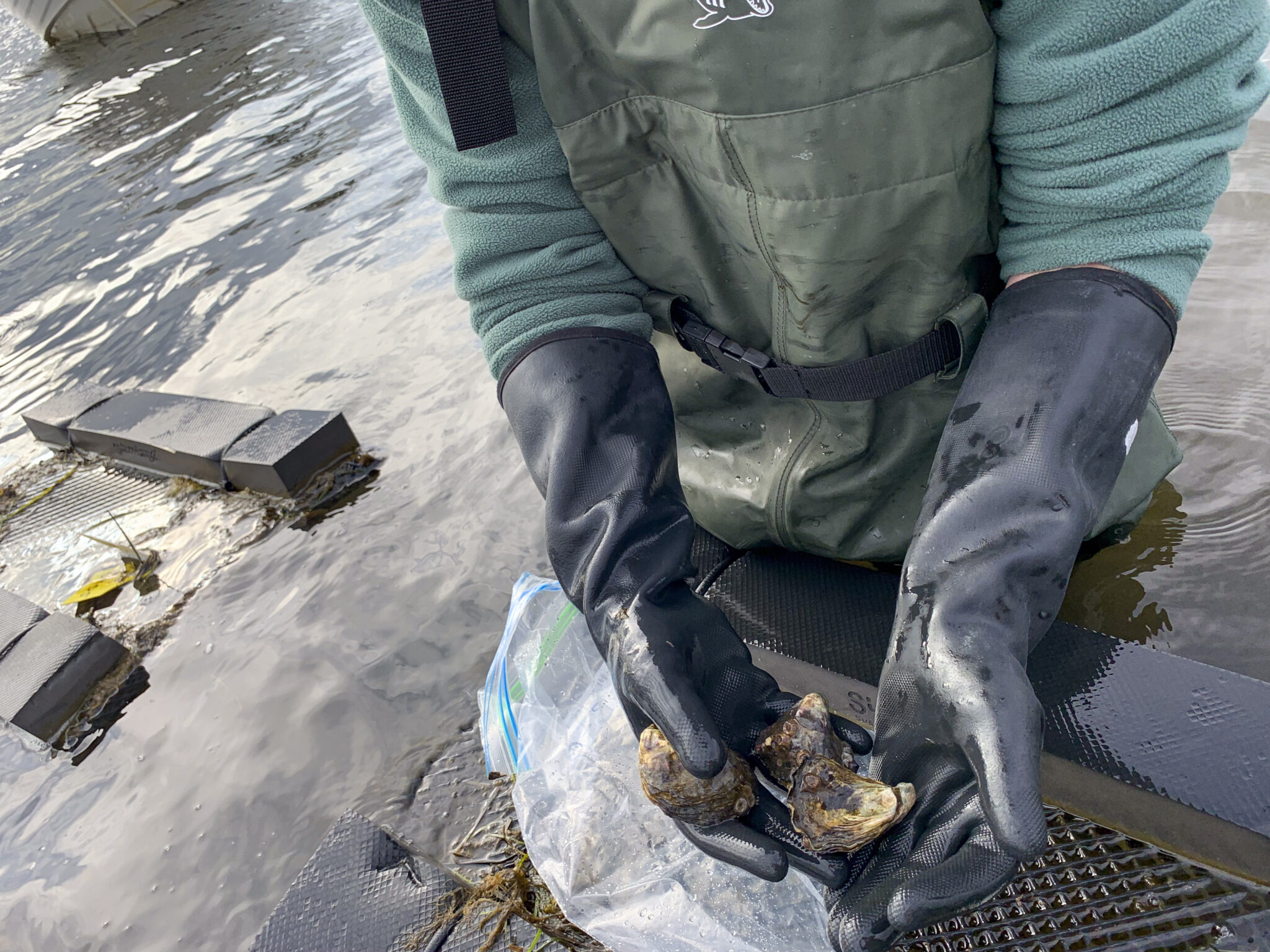Oyster Trials | Gunaikurnai Land and Waters Aboriginal Corporation