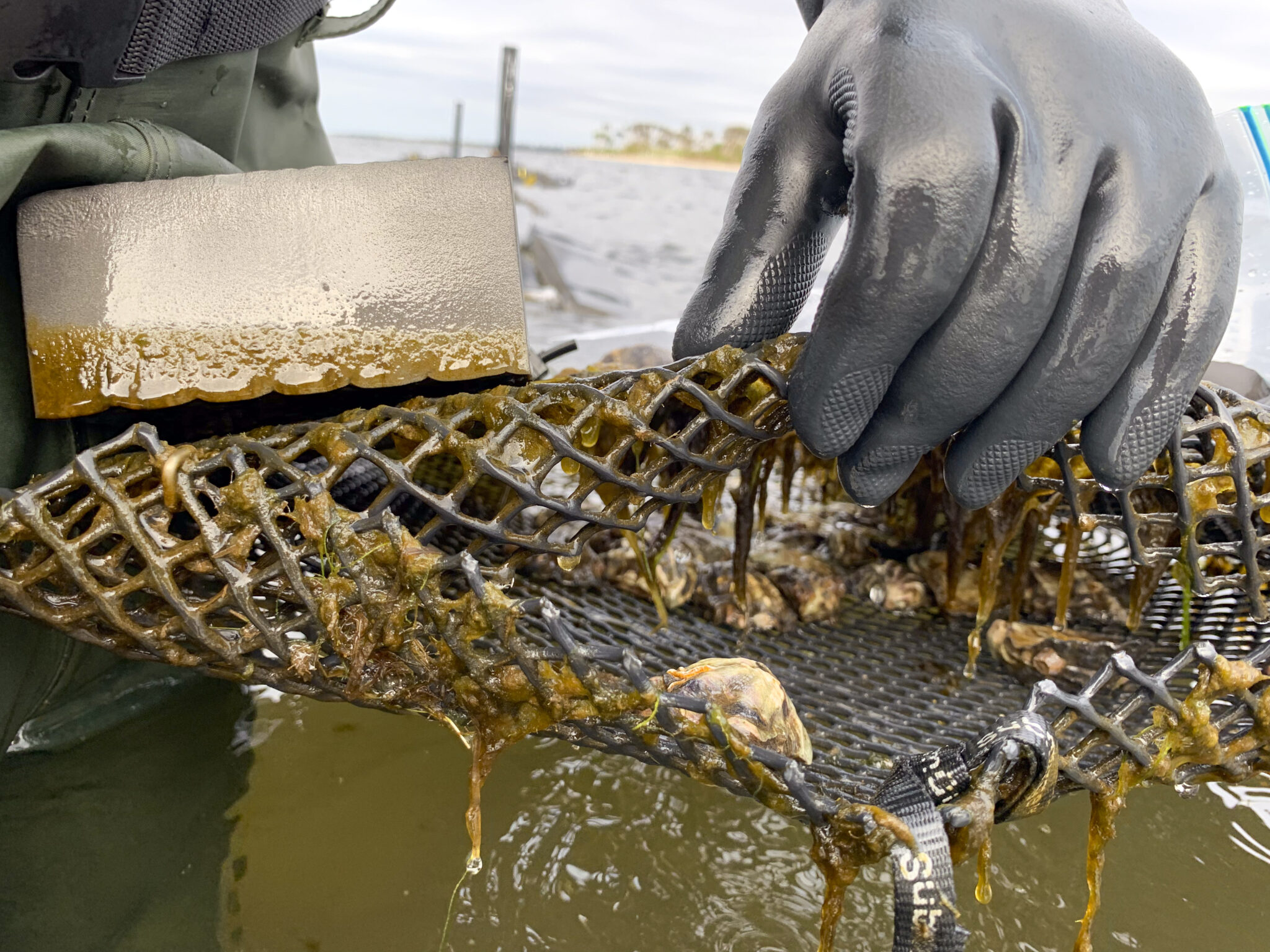 Oyster Trials | Gunaikurnai Land and Waters Aboriginal Corporation