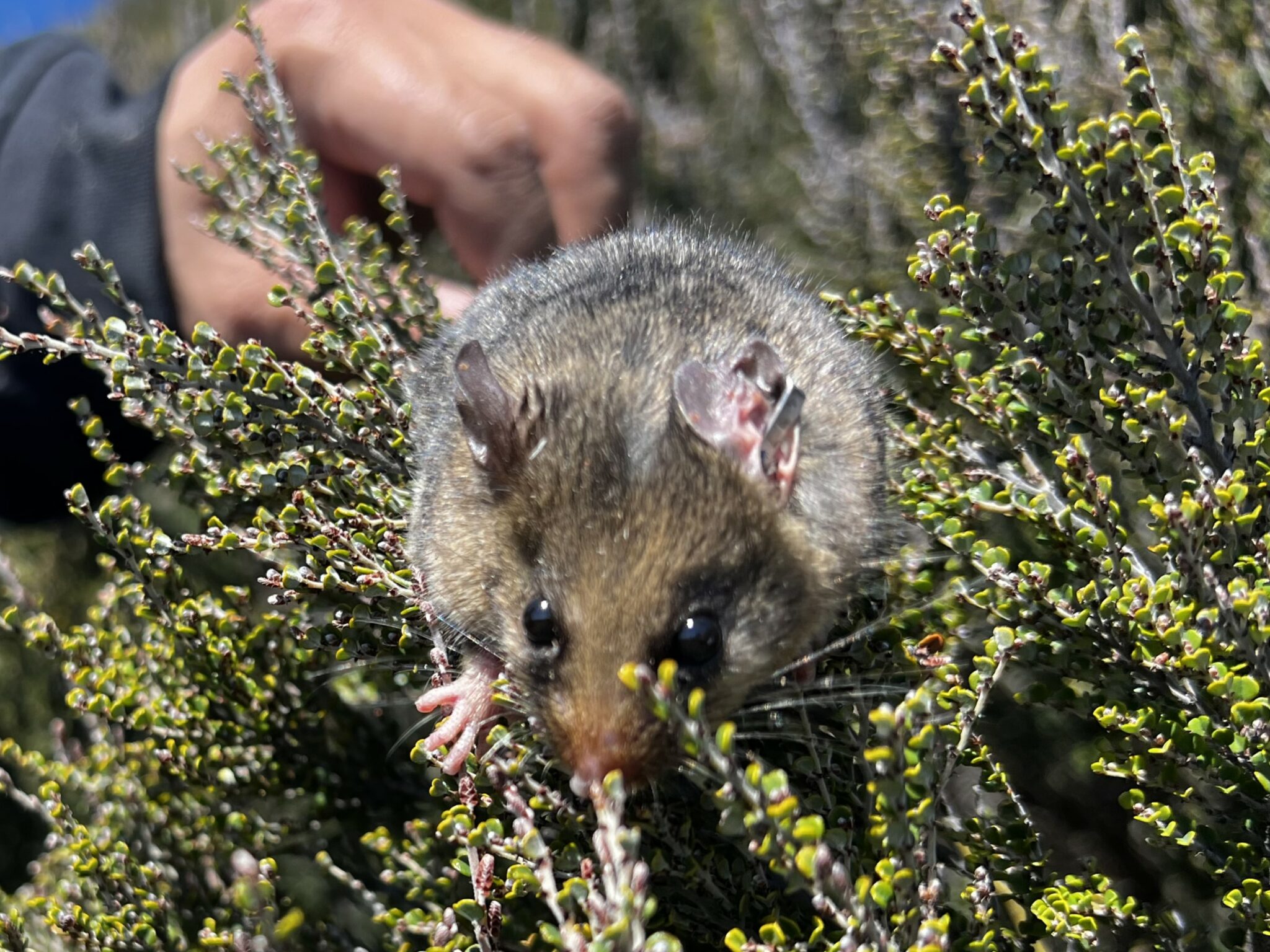 Peaks and Possums | Gunaikurnai Land and Waters Aboriginal Corporation